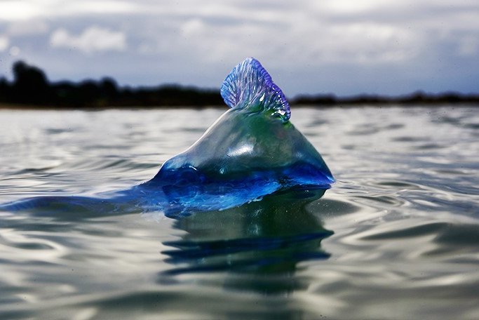 Bizarre 'blue fleet' blows onto Australia's east coast | Swellnet ...