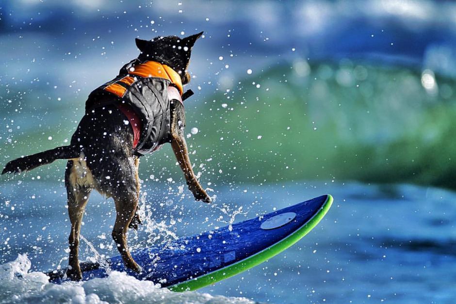 Inside the surprisingly competitive world of dog surfing | Swellnet ...