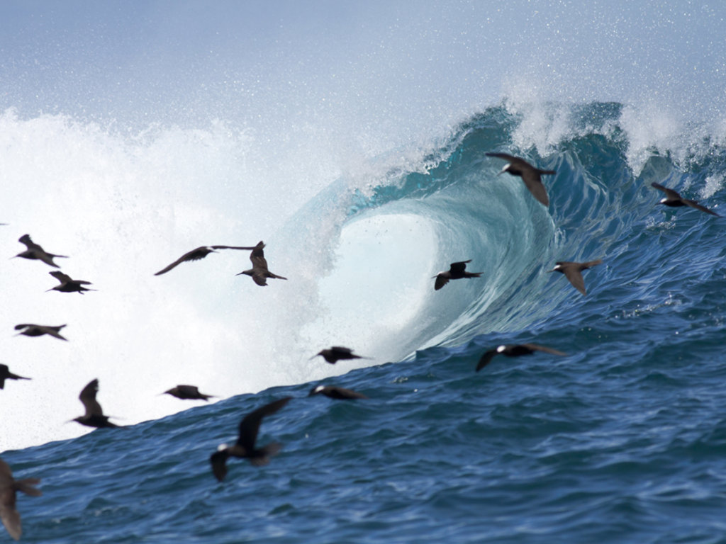 Birds of Paradise | Surf Photos by Ryan Williams | Swellnet Sessions ...