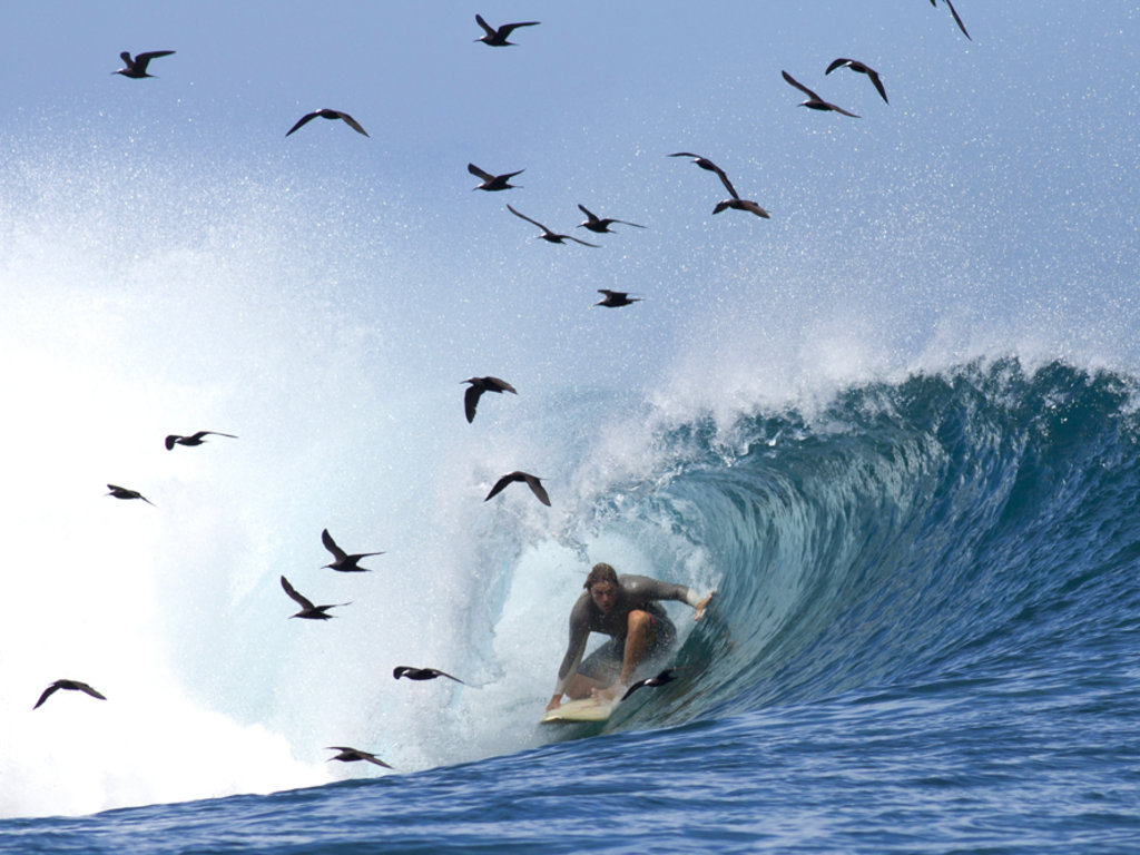 Birds of Paradise | Surf Photos by Ryan Williams | Swellnet Sessions ...